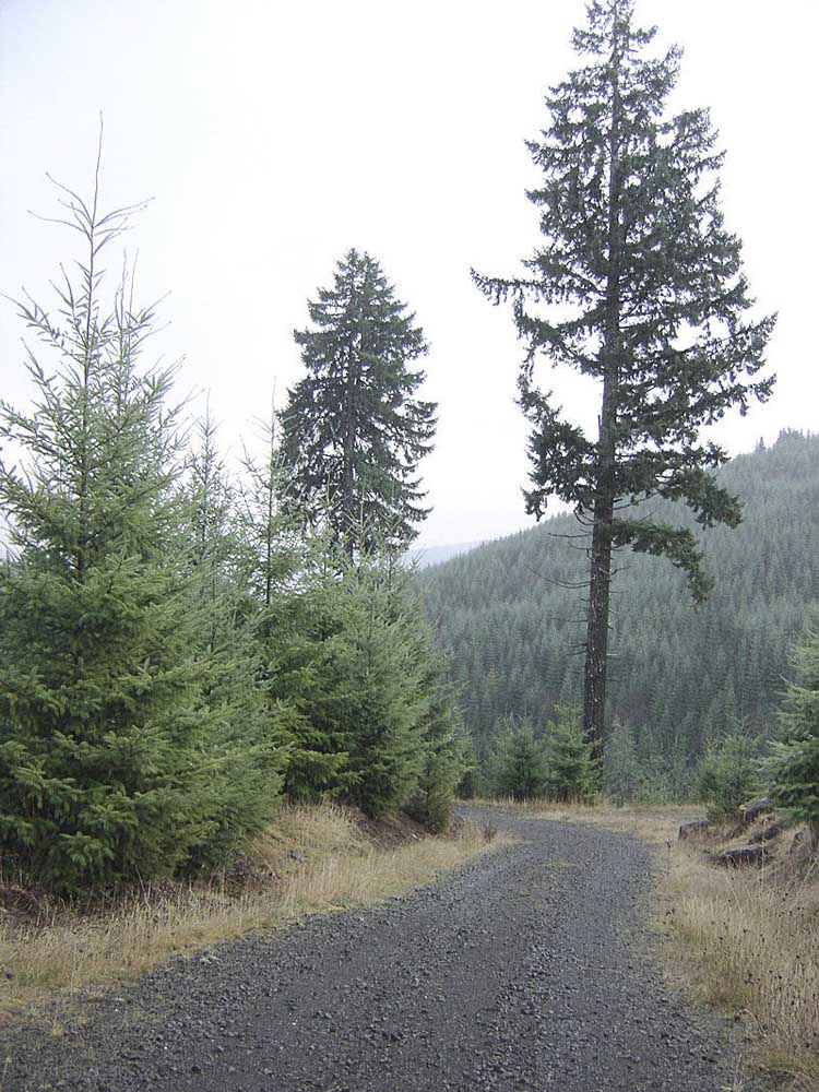 Court rejects rail-to-trail compensation for Oregon timber company ...