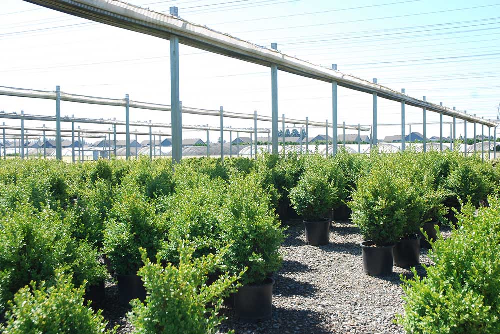 Alpha Nursery: Building a legacy | Capital Press