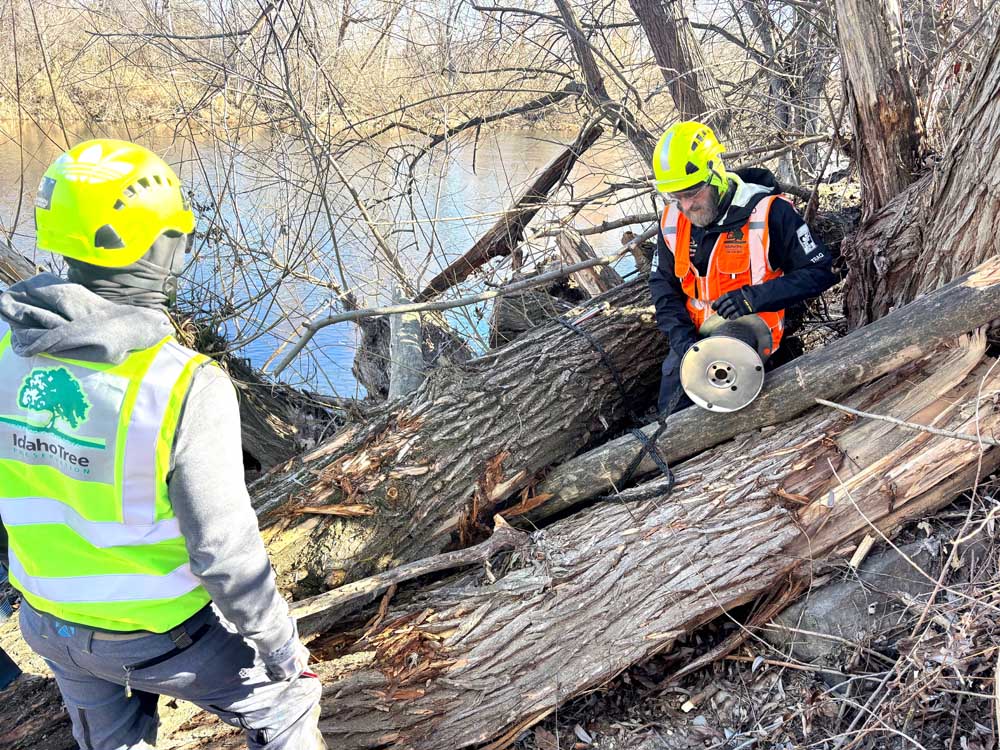 Boise River tree project benefits stream bank, trout | Capital Press