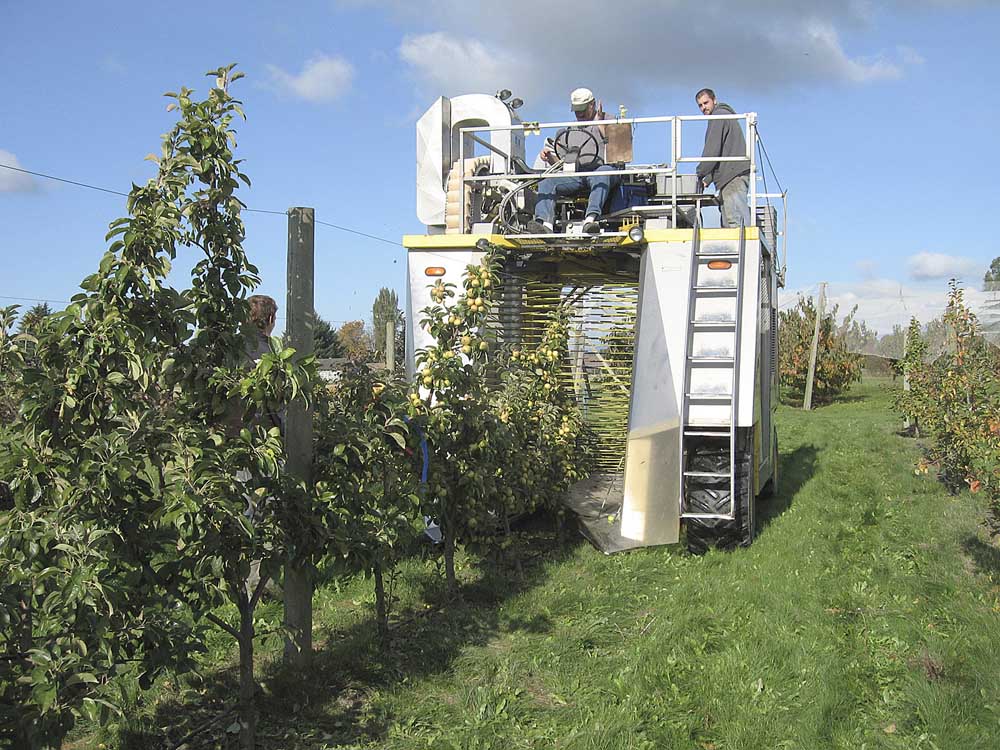 WSU developing orchard system for mechanical cider apple harvest ...