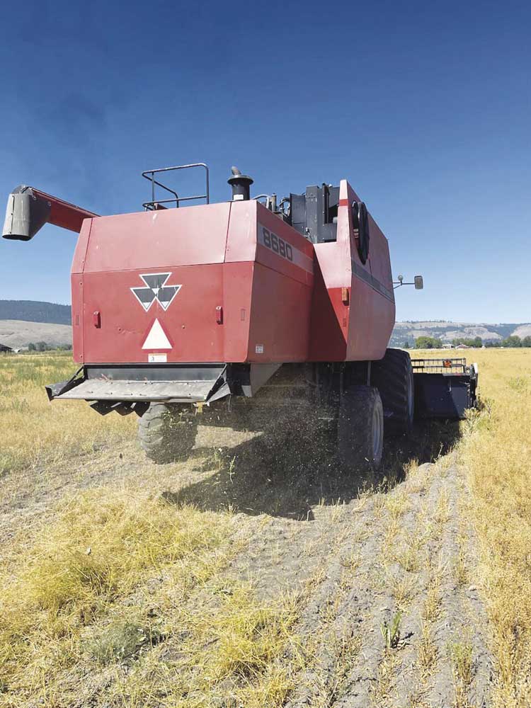 Sowing the seeds: NE Oregon farmers growing camelina | Capital Press