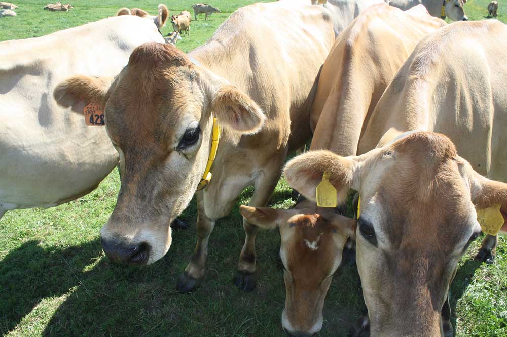 Oregon county to reconsider one-mile CAFO setback | Capital Press