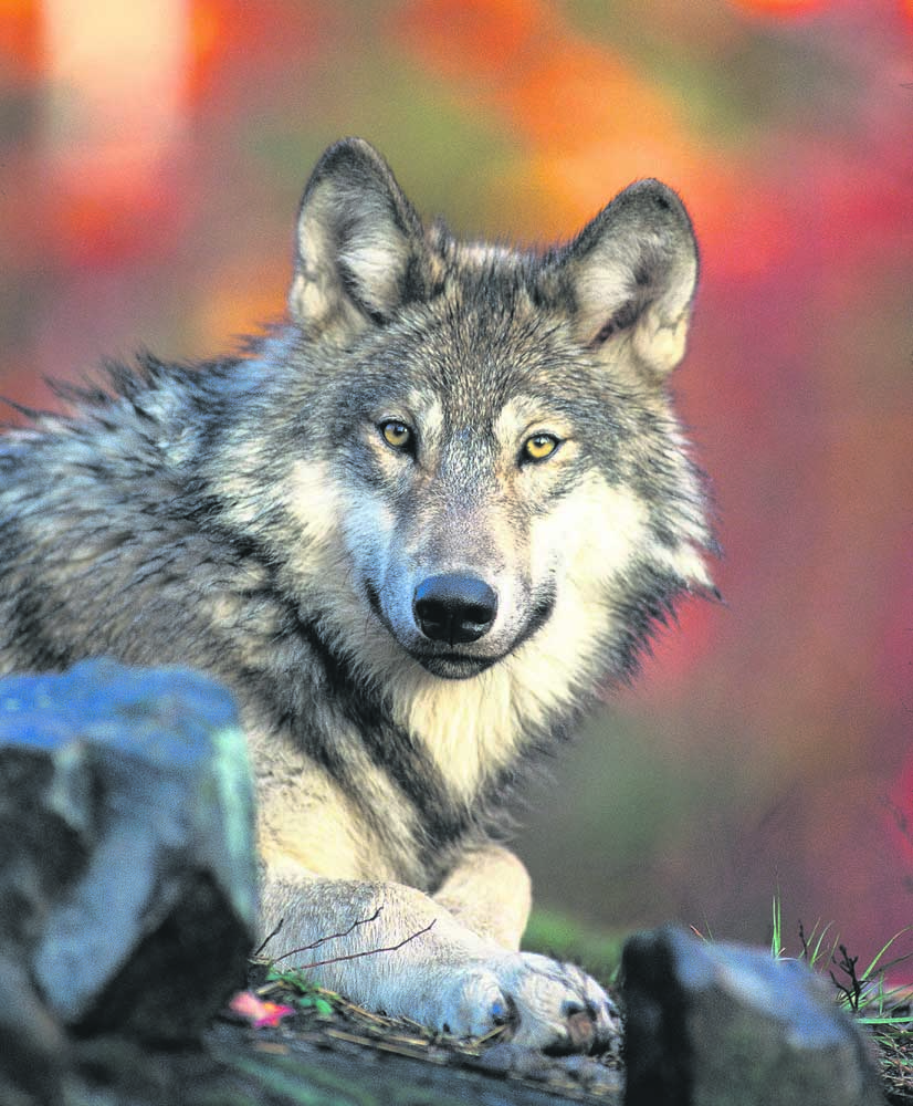 Wolves kill calf in southeastern Washington | Capital Press