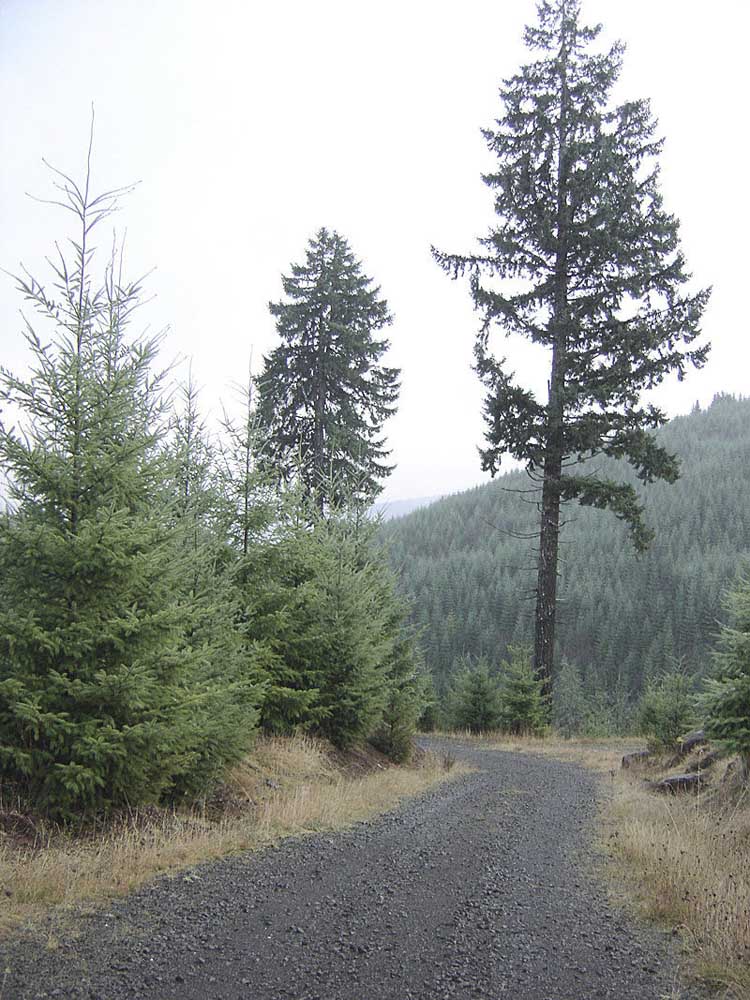 No new trial in $1 billion Oregon timber verdict | Capital Press