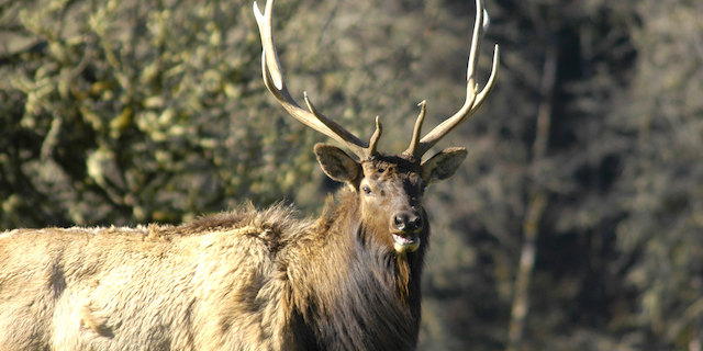 Oregon landowner hunting tag program poised to become permanent ...