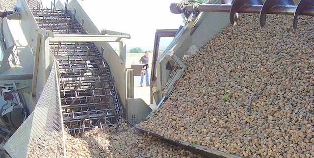 Growers vote to continue Almond Board of California | Capital Press