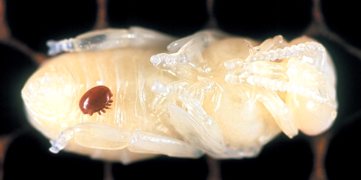 EPA proposes new insecticide for honeybee nemesis | Capital Press