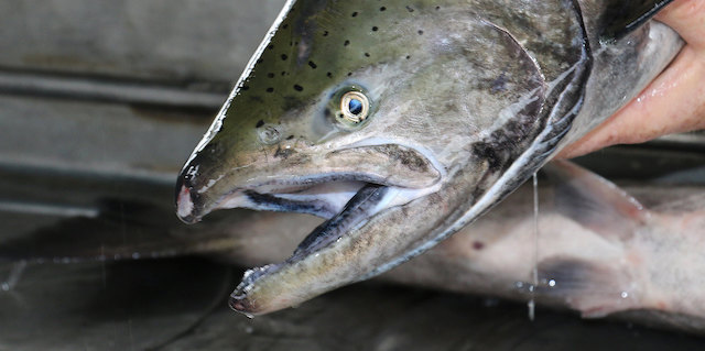 Spring chinook numbers are third-best in decade, but wild numbers are ...