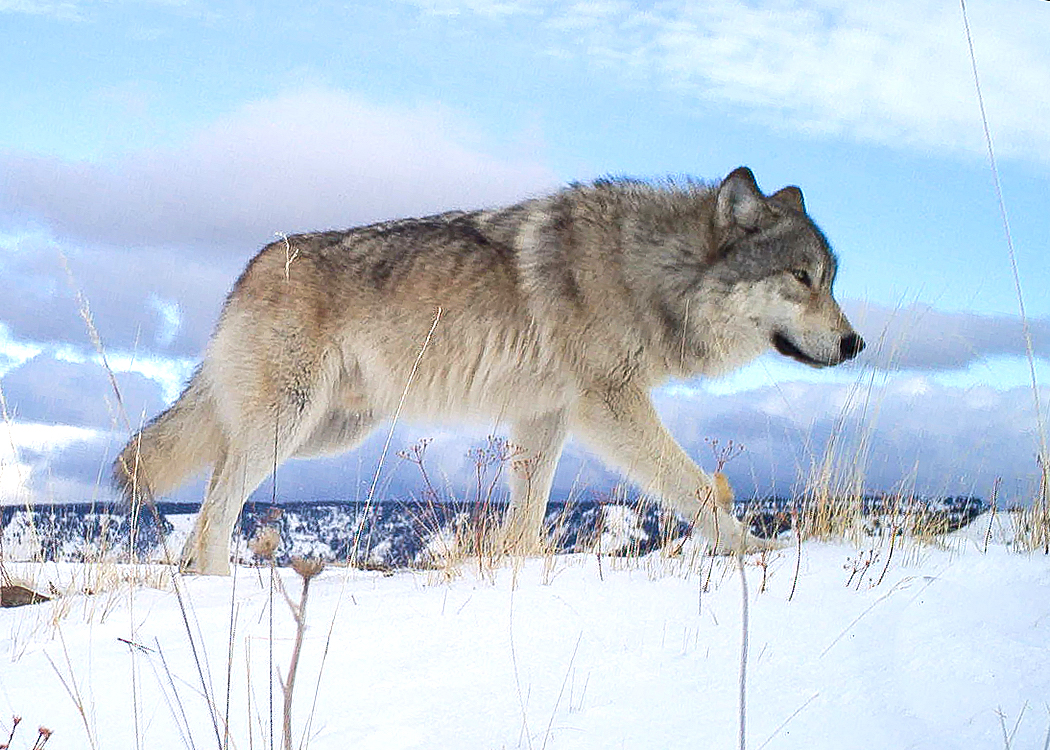 ESA protection sought for wolves in Idaho, parts of Oregon, Washington ...