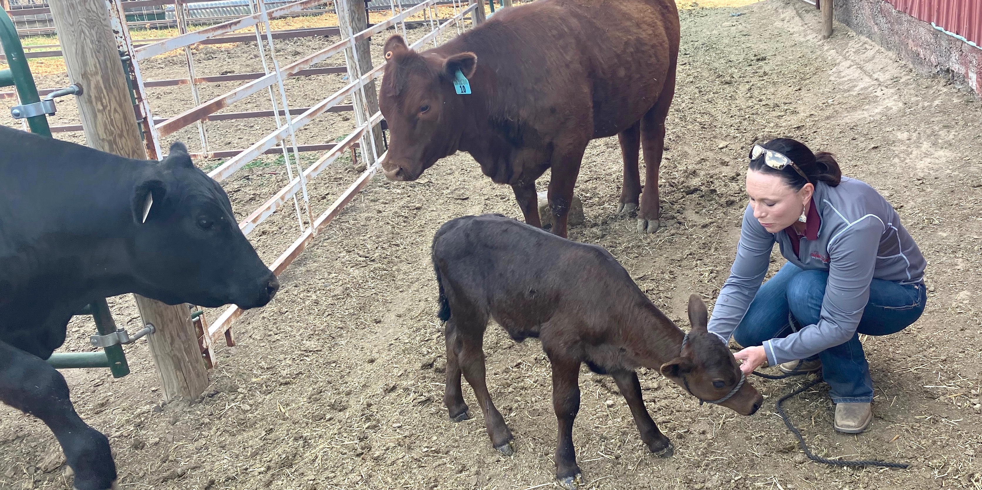 WSU veterinary hospital closes to large ag animal emergencies, after ...