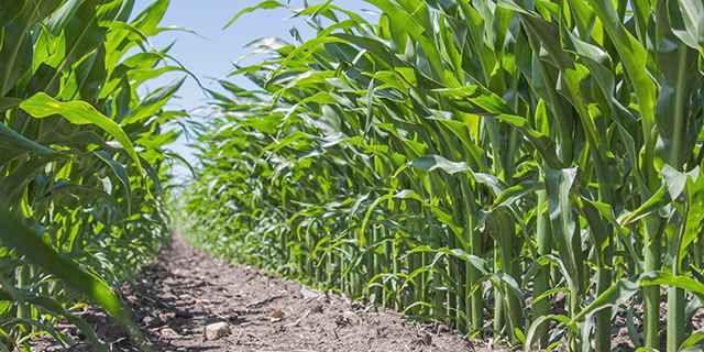 USDA projects record corn crop, sending prices lower | Capital Press