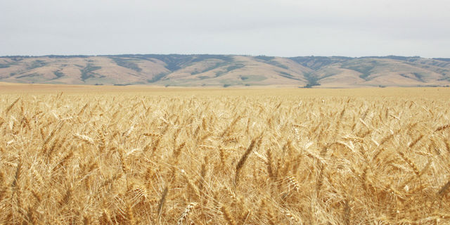 Colorado foundation, Bioceres to develop HB4 wheat commercially ...