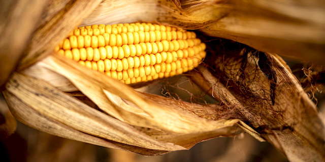 Corn sets record sales pace, but loses 91 cents a bushel | Capital Press