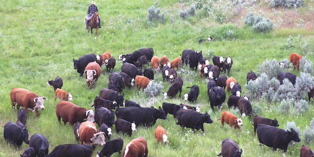 Bullish on beef: Ranchers expect high prices and demand, cattle ...