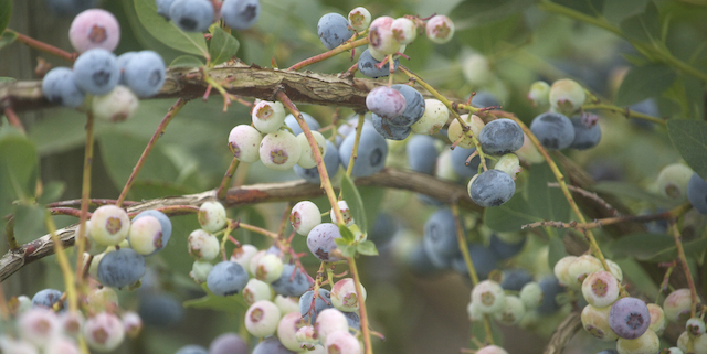 Washington blueberry farm pays $15,000 to settle with Ecology | Capital ...