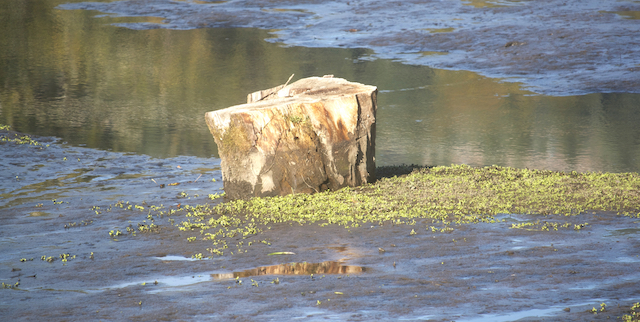 Washington water year cut into irrigation allotments | Capital Press