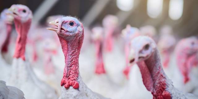 Nearly 2.1 million U.S. turkeys have been killed due to bird flu since ...
