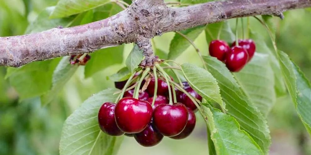 Trial set in Monson Fruit cherry patent lawsuit, other defendants ...