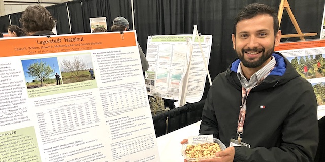 ‘Lagerstedt’ hazelnut cultivar relies on new disease-resistant gene ...